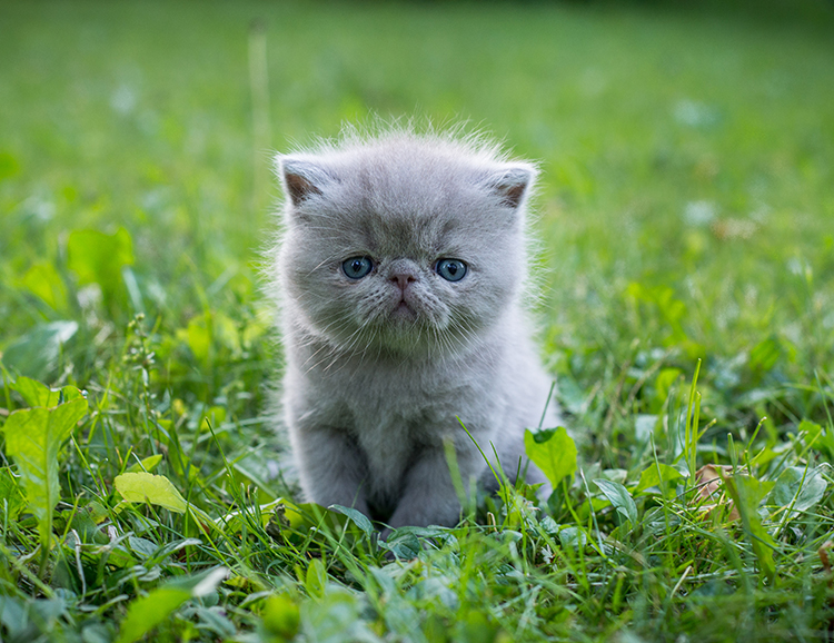 exotic-shorthair-bixby – Keystone Cats