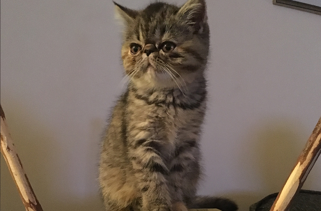 exotic-shorthair-dany2 – Keystone Cats