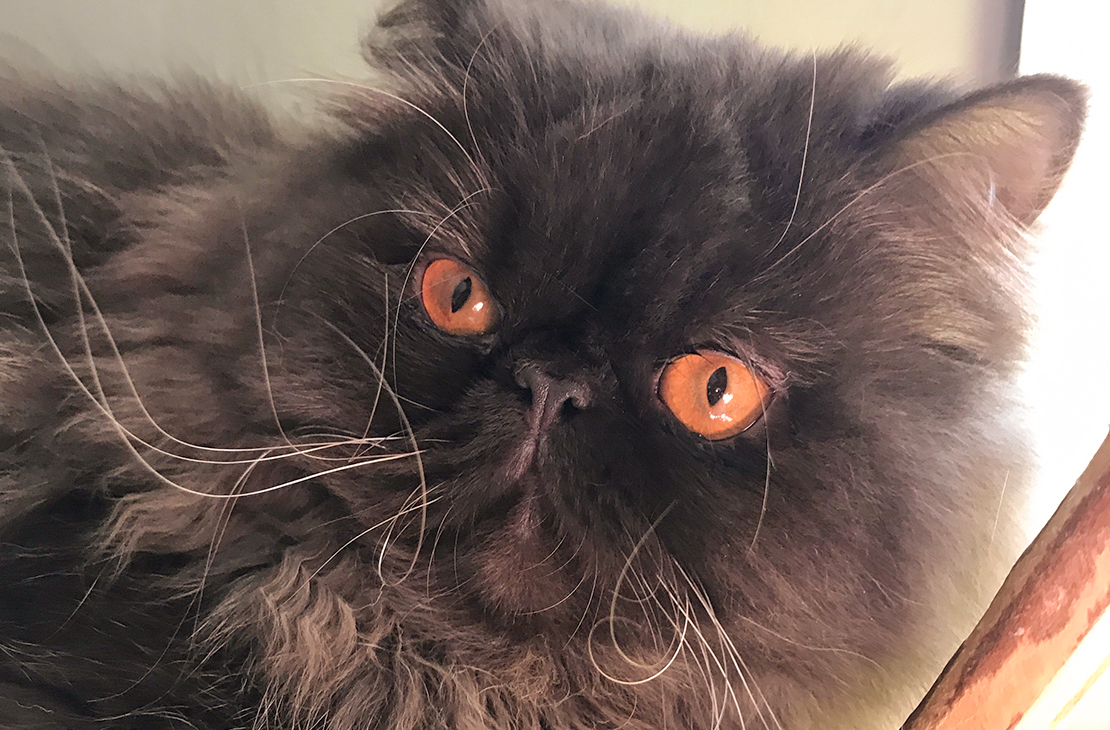 exotic-shorthair-drake1 – Keystone Cats