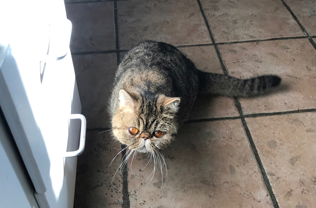 exotic-shorthair-josie3 – Keystone Cats