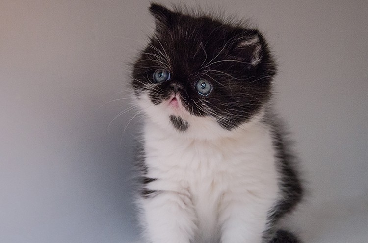 exotic-shorthair-oscar – Keystone Cats