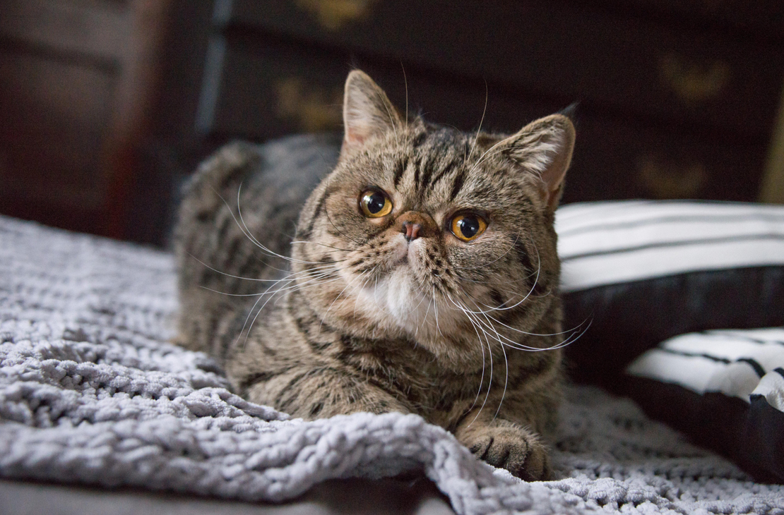 exotic-shorthair-pippin1 – Keystone Cats