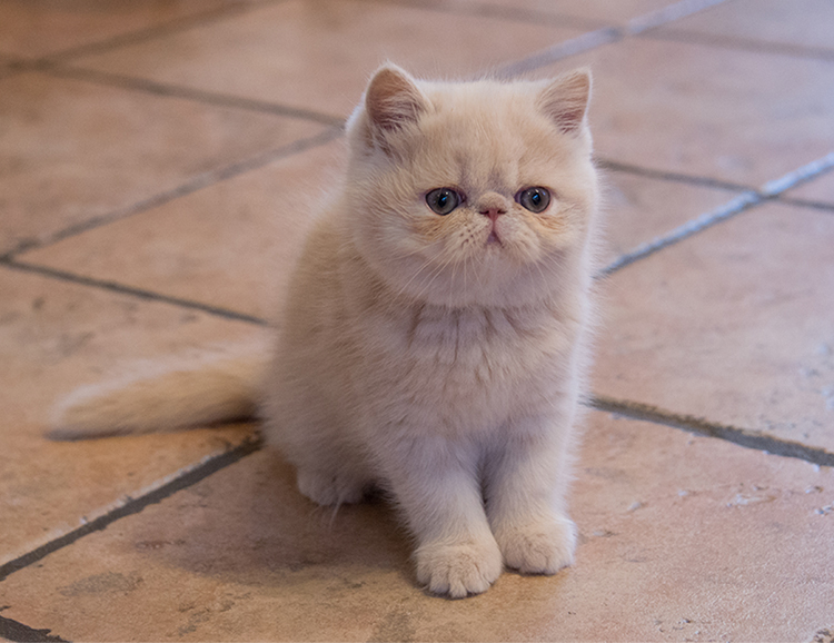 exotic-shorthair-winnie – Keystone Cats