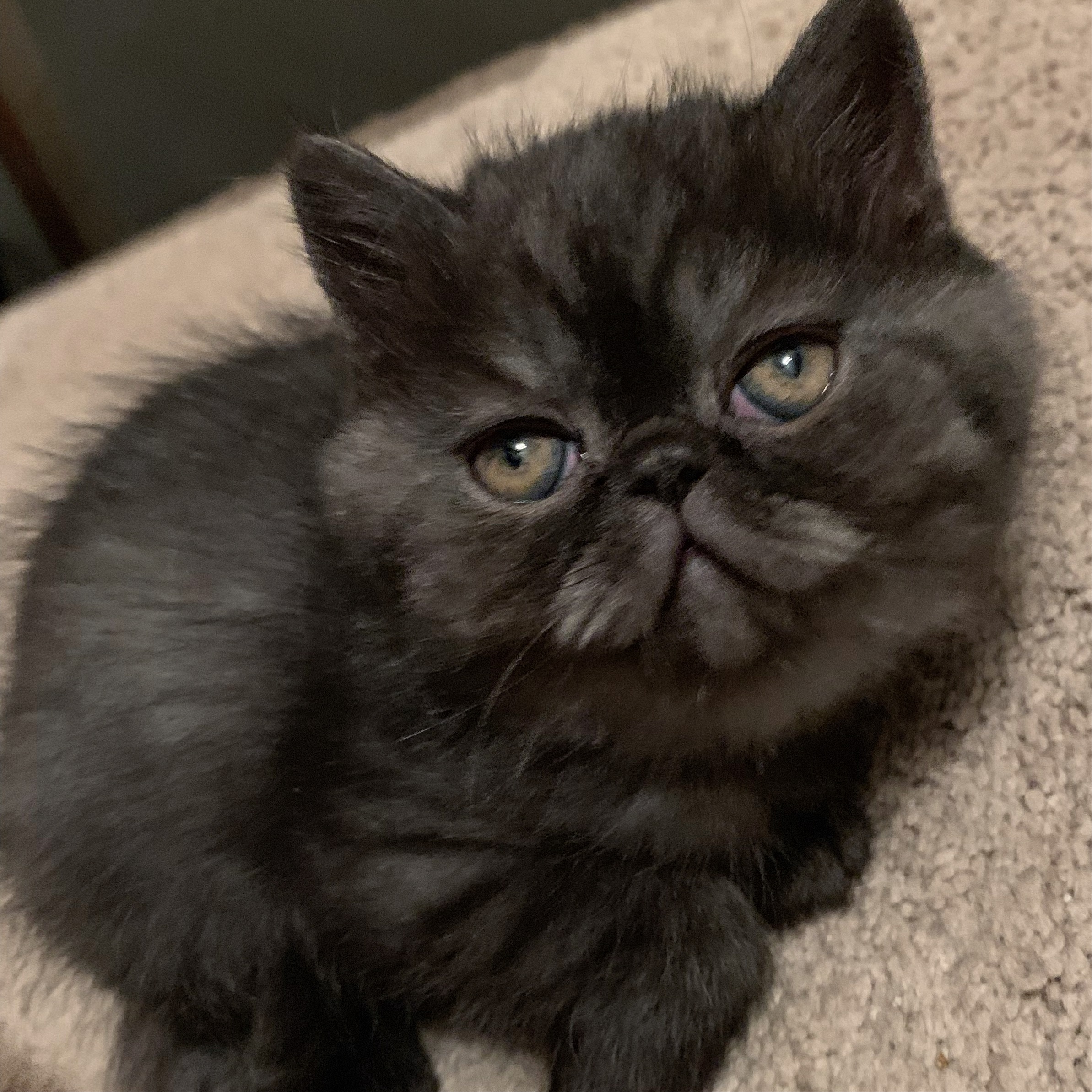 41D612E0-D322-47DD-9896-9227BEA4480D – Keystone Cats