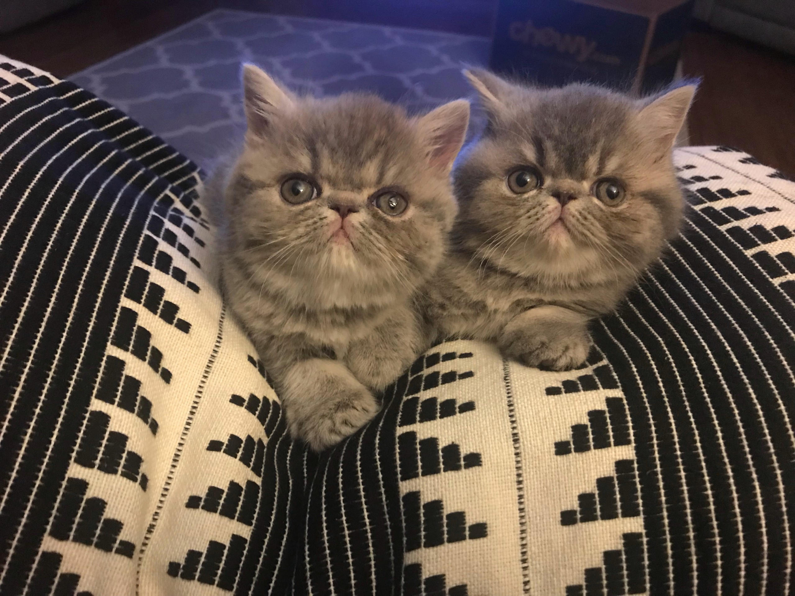 Snapseed – Keystone Cats