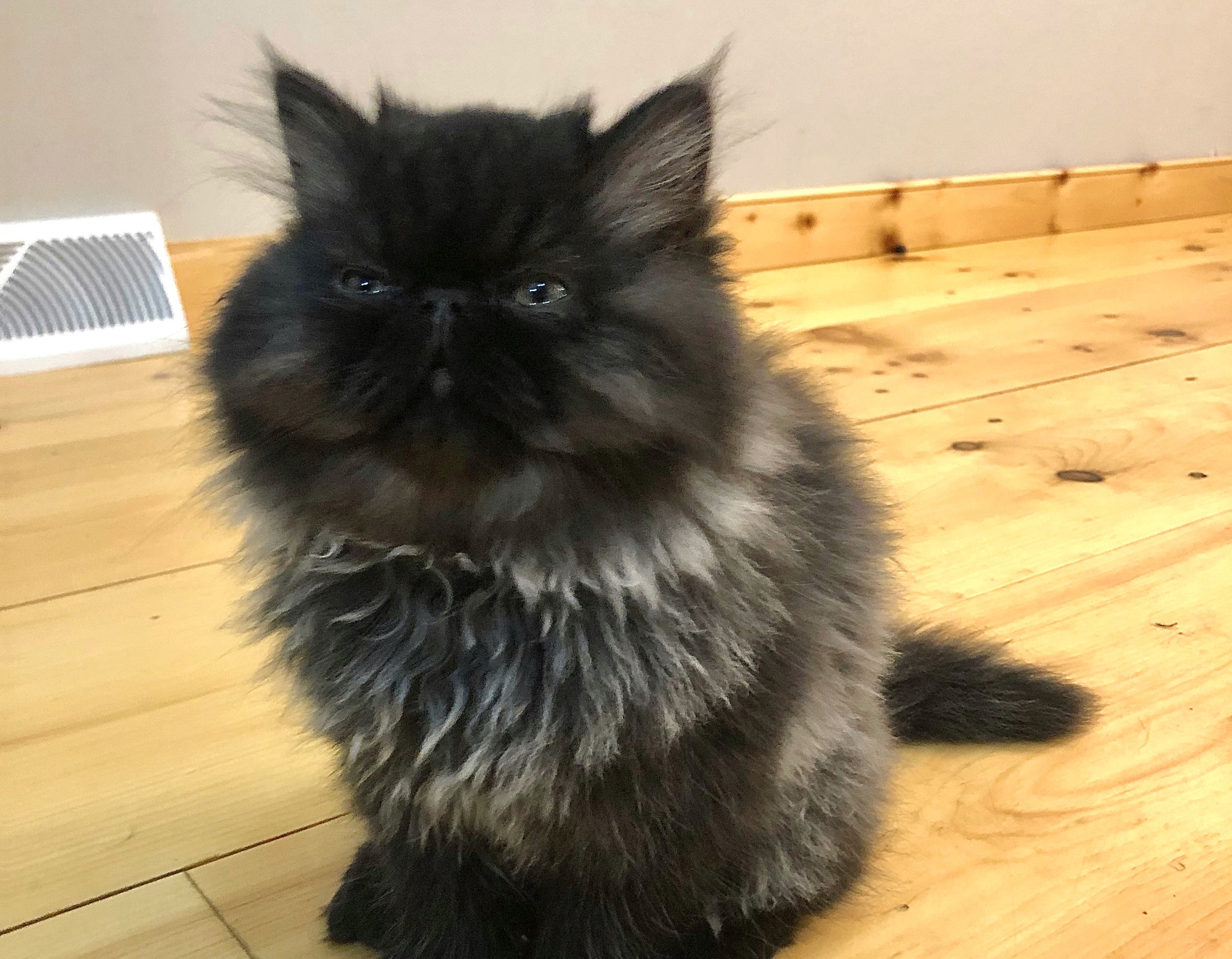 minnie1 – Keystone Cats