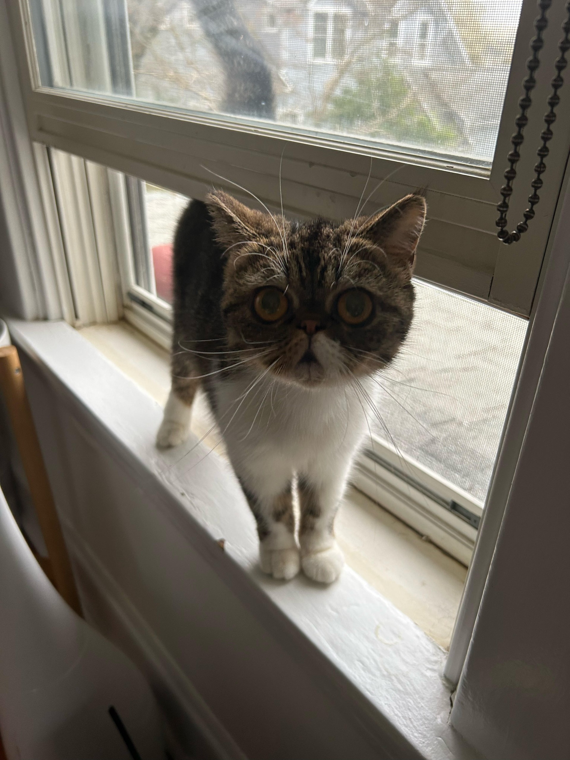 unnamed – Keystone Cats