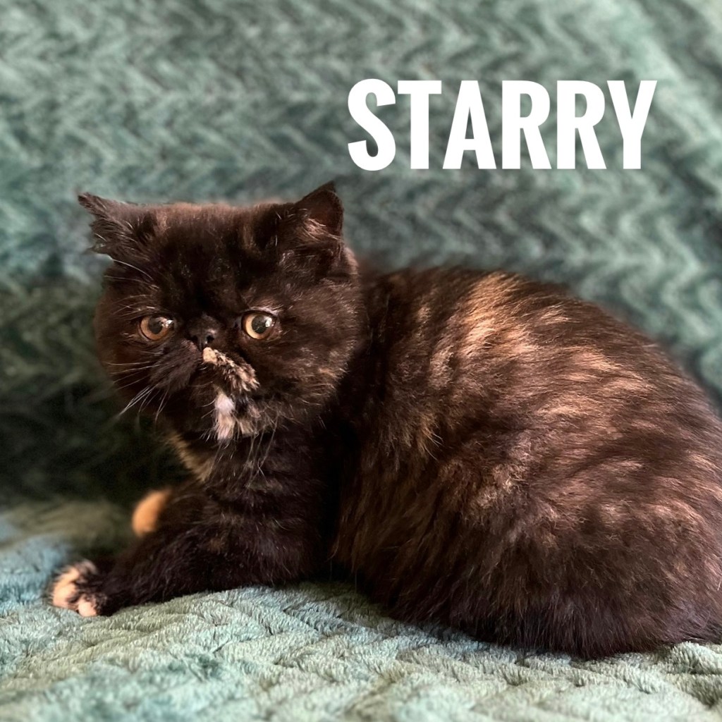 Available Kittens – Keystone Cats