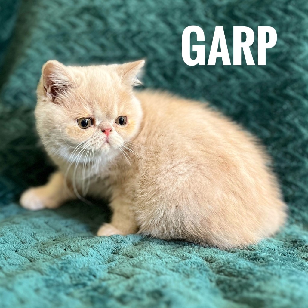 Available Kittens – Keystone Cats