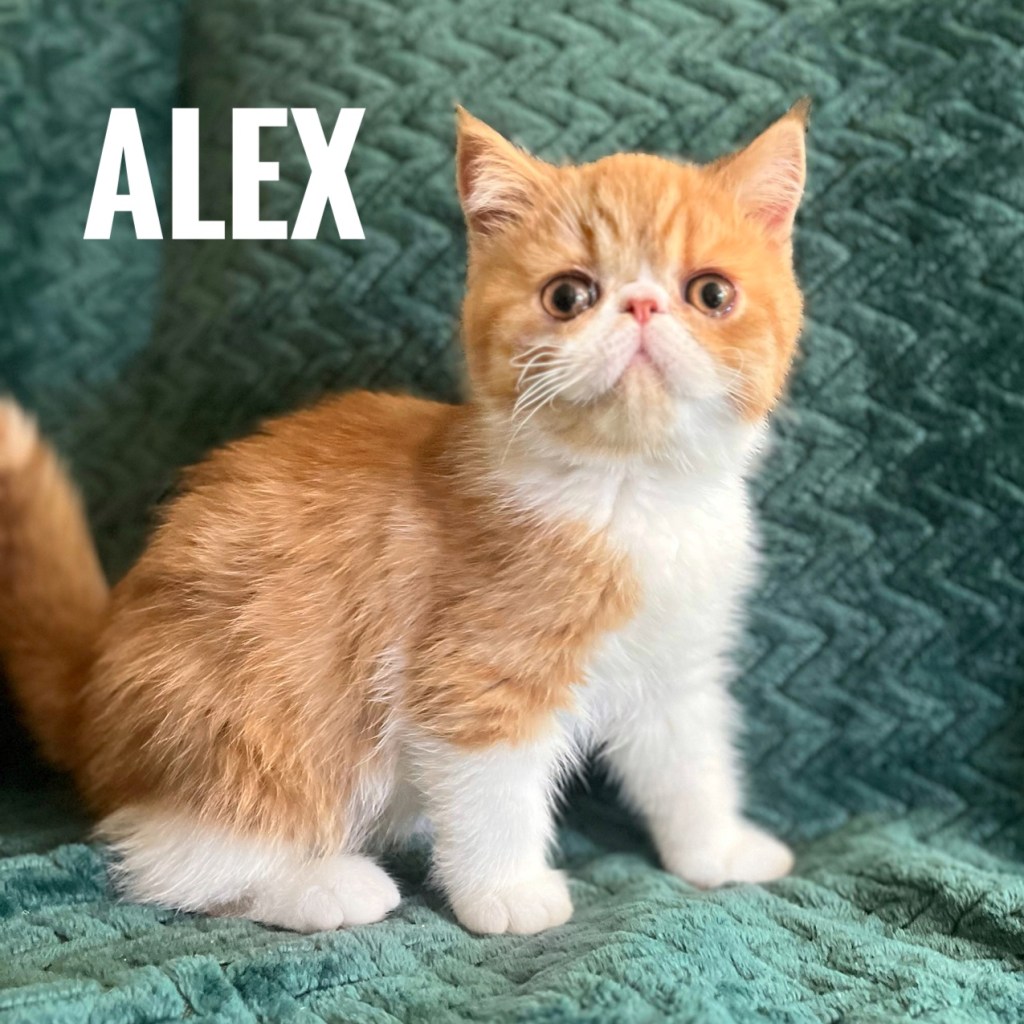 Available Kittens – Keystone Cats