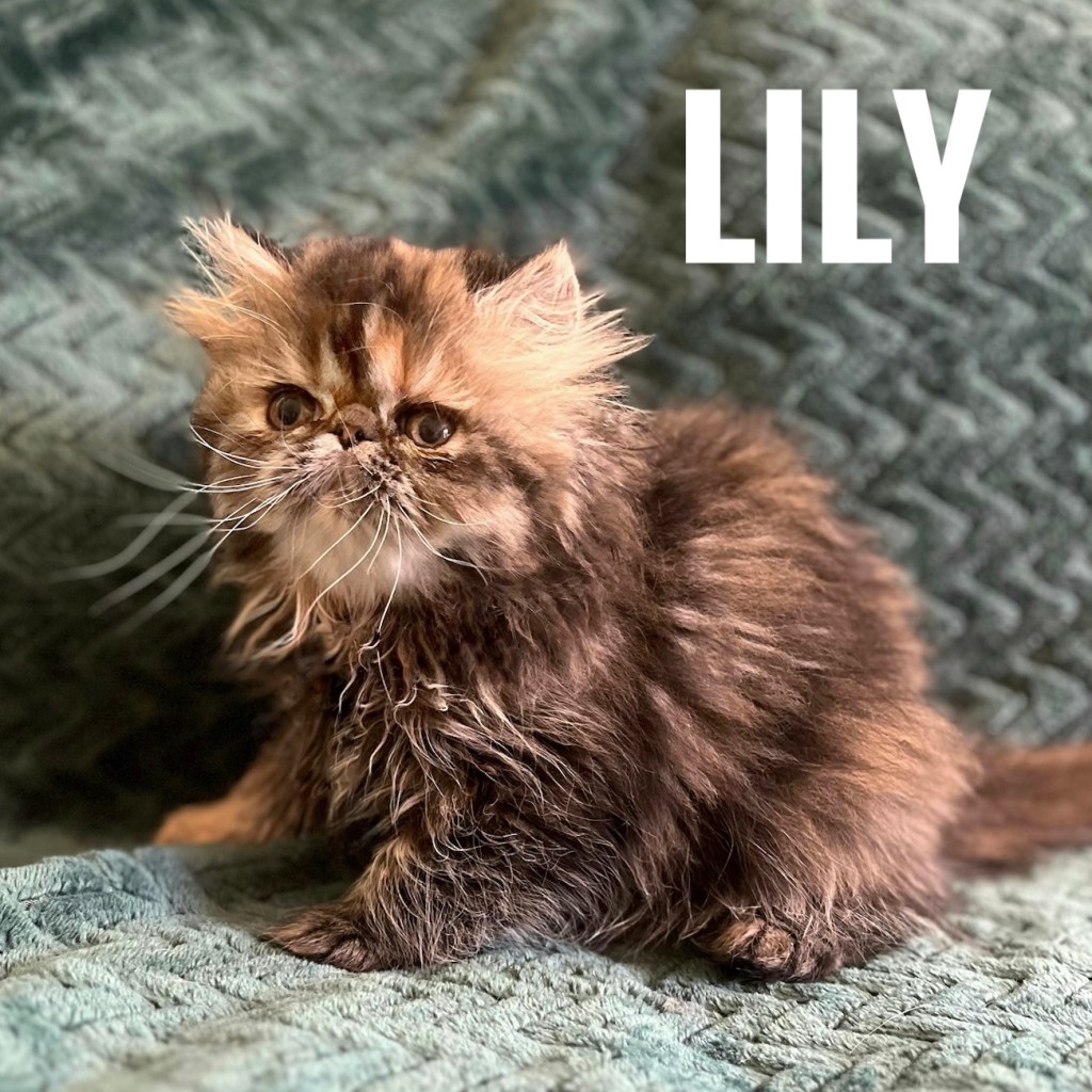 Available Kittens – Keystone Cats