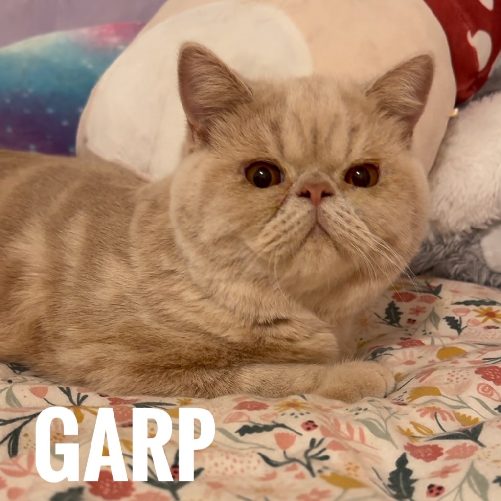 Retired Moms / Special Needs – Keystone Cats