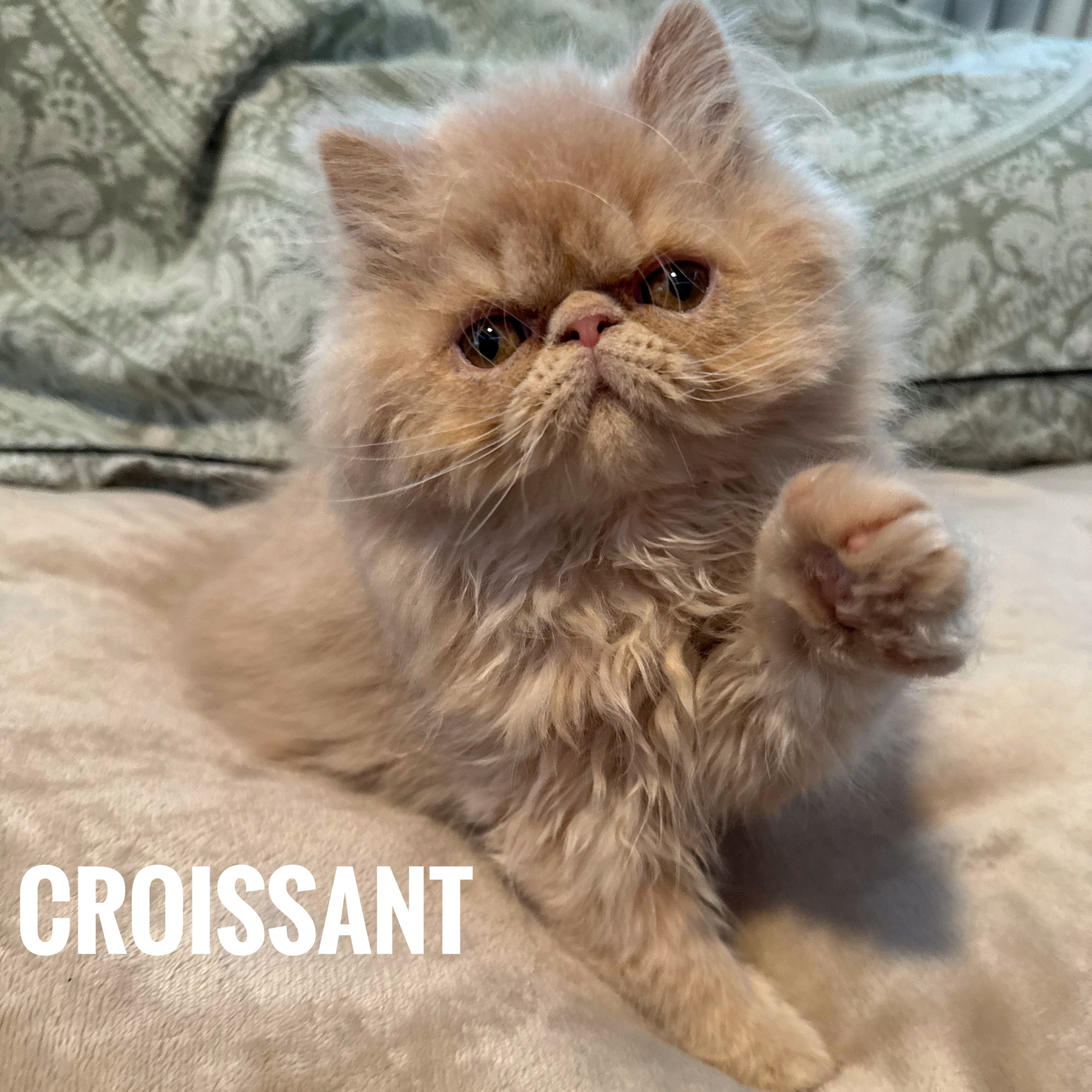 IMG_1005 – Keystone Cats