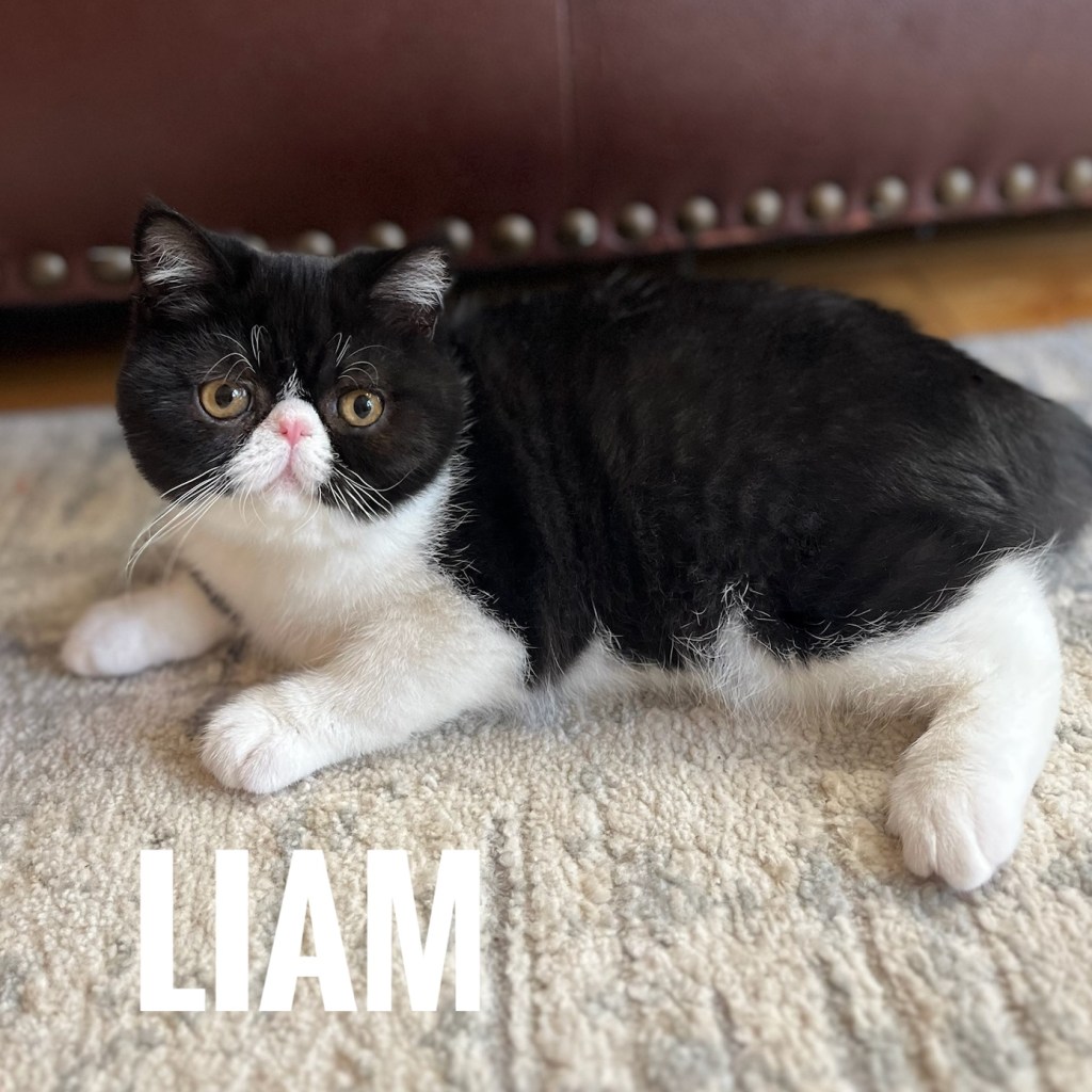 Available Kittens – Keystone Cats