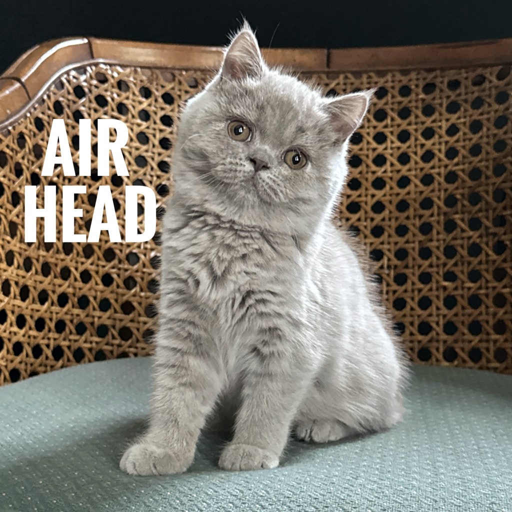 Available Kittens – Keystone Cats