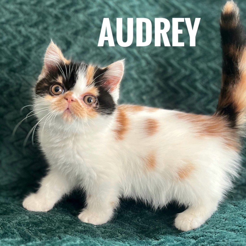 Available Kittens – Keystone Cats