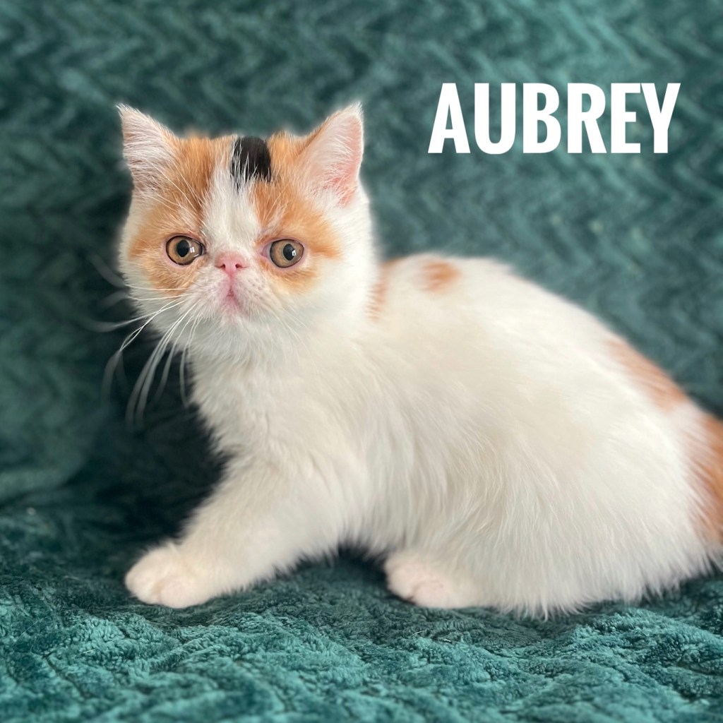 Available Kittens – Keystone Cats